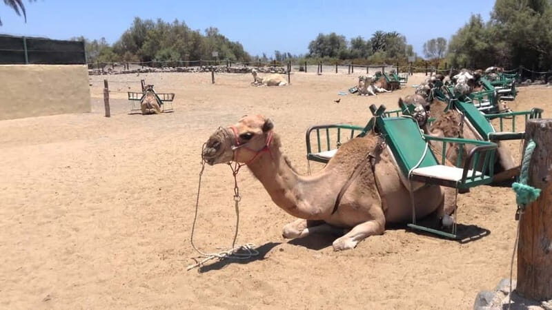 e-Scooter City Tour + Camel Ride inside Maspalomas Dunes - The Sum Up: Who Is This Tour For?