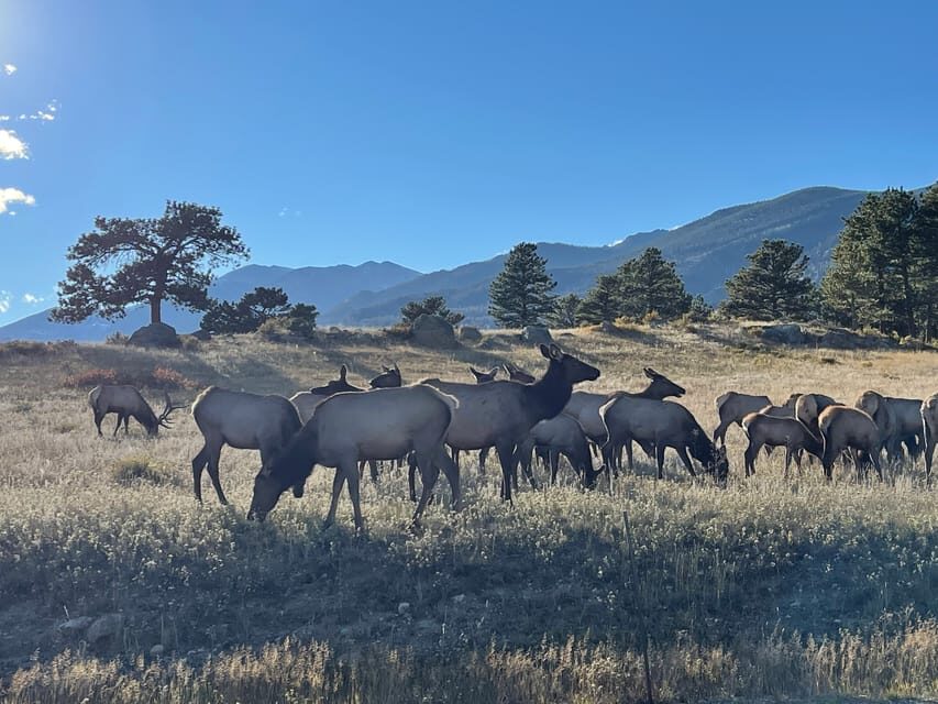Estes Park: Guided Sunset Elk Mating Ritual Tour - Navigating the Experience: What to Expect
