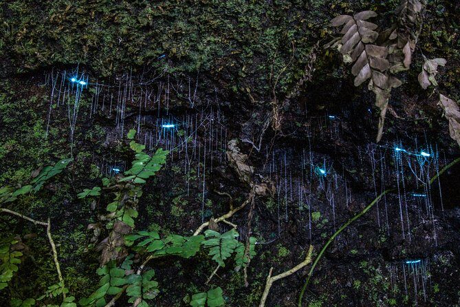 Evening Rainforest & Glow Worm Tour from Gold Coast - The Real-World Experience: What Travelers Are Saying