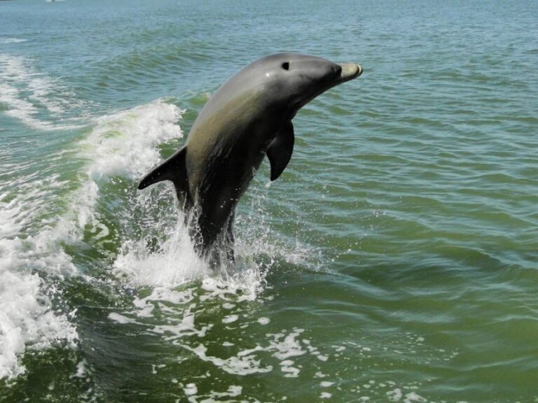 Everglades National Park: 2 hour Dolphin & Birding Boat Tour - The Itinerary and What to Expect
