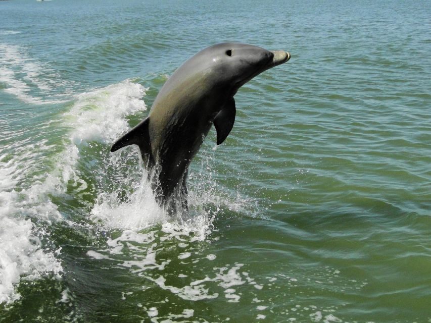 Everglades National Park: 2 hour Dolphin & Birding Boat Tour - The Itinerary and What to Expect