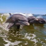 Everglades National Park: Motorboat Eco Tour - Why This Tour Works