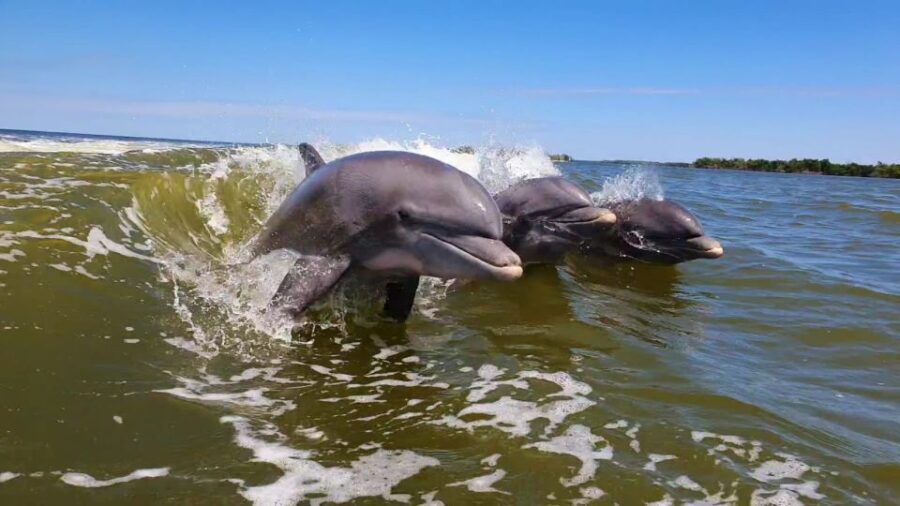 Everglades National Park: Motorboat Eco Tour - Why This Tour Works
