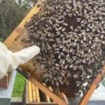 Évora or Montemor: Beekeeping Guided Tour with Honey Tasting - Who Should Consider This Tour?