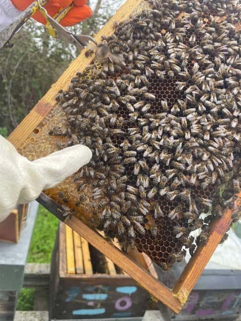 Évora or Montemor: Beekeeping Guided Tour with Honey Tasting - Who Should Consider This Tour?
