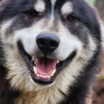 Fairbanks: Alaskan Summer Sled Dog Adventure - Analyzing the Value