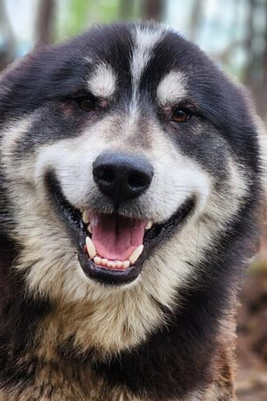 Fairbanks: Alaskan Summer Sled Dog Adventure - Analyzing the Value