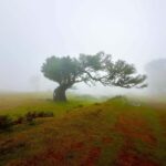Fanal / Assobiadores - Levada Walk - What to Expect on the Fanal / Assobiadores Levada Walk