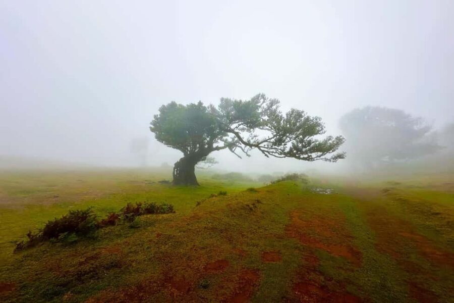 Fanal / Assobiadores - Levada Walk - What to Expect on the Fanal / Assobiadores Levada Walk