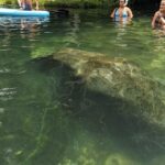 Fast and More 60 minute Airboat Tour on the Homosassa River - What the Tour Involves