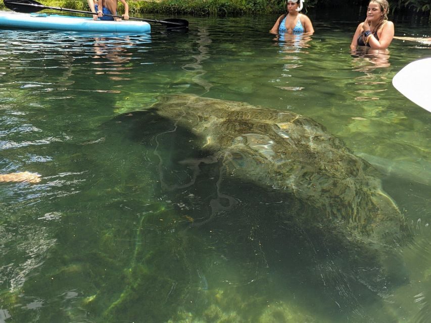 Fast and More 60 minute Airboat Tour on the Homosassa River - What the Tour Involves