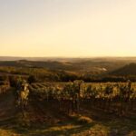 Fattoria La Leccia: Winery Tour and Tastings in Montespertoli - Authenticity, Tradition, and Innovation in Every Glass
