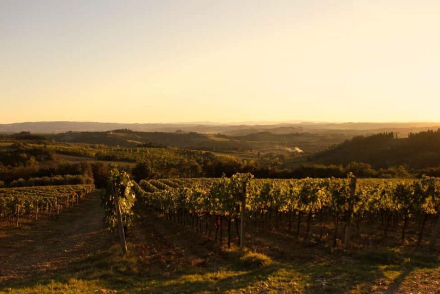 Fattoria La Leccia: Winery Tour and Tastings in Montespertoli - Authenticity, Tradition, and Innovation in Every Glass