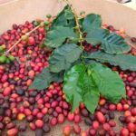 Finca Los Castaños: Agaete Valley Coffee Tour & Tasting - What’s Included & How it’s Structured