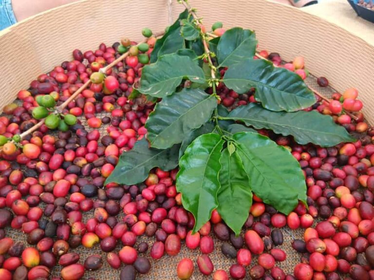 Finca Los Castaños: Agaete Valley Coffee Tour & Tasting - What’s Included & How it’s Structured
