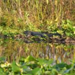 Florida: 90 Minute Everglades Cruise - Final Thoughts: Is This Tour Right for You?