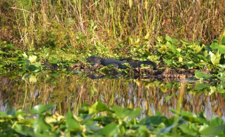 Florida: 90 Minute Everglades Cruise - Final Thoughts: Is This Tour Right for You?