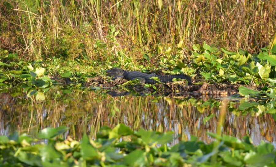Florida: 90 Minute Everglades Cruise - Final Thoughts: Is This Tour Right for You?