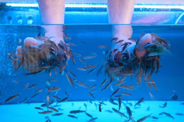 Foot care experience and Fish Spa Playa Fañabé - Key Points
