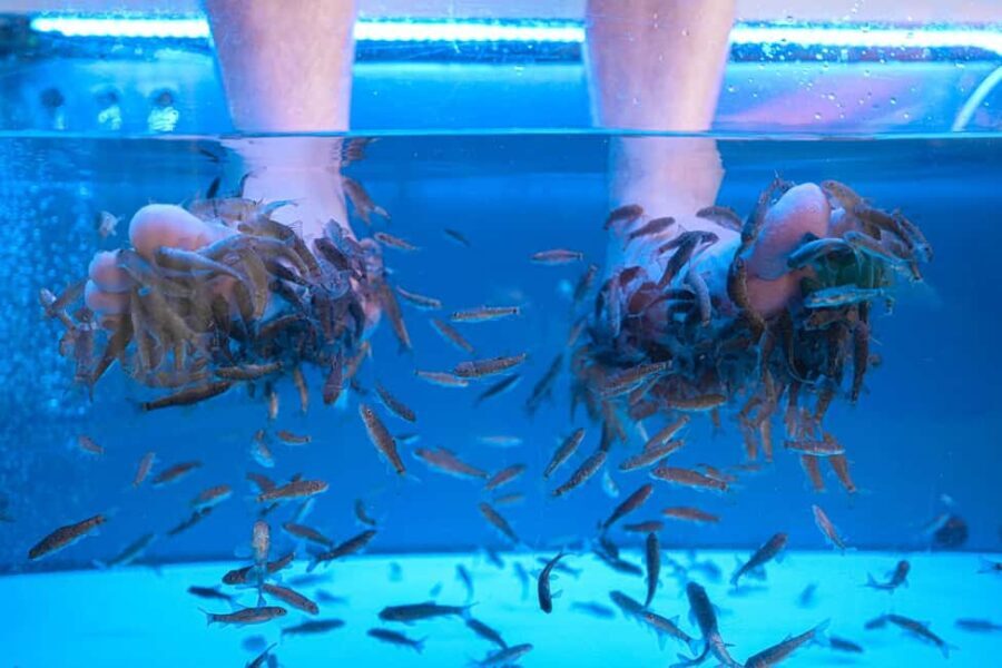 Foot care experience and Fish Spa Playa Fañabé - Key Points