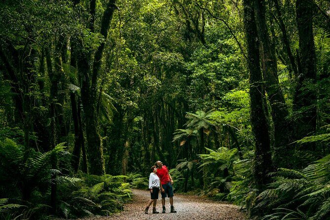 Fox Glacier Nature Tour - Authentic Experiences and Customer Feedback