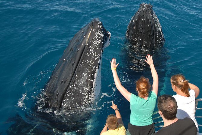 Fraser Island Whale Watch Encounter - Itinerary Breakdown: What Makes Each Part of the Day Special