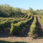 From Alicante: 3 Generation Family Owned Winery  4 testings - Who Will Enjoy This Tour?