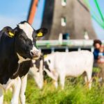 From Amsterdam: Zaanse Schans, Volendam & Marken Day Trip - Transportation and Logistics