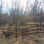 From Brasov: Libearty Bear Sanctuary Guided Tour - Inside the Sanctuary: What to Expect