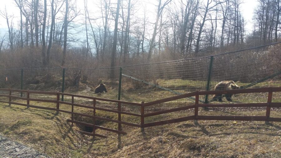 From Brasov: Libearty Bear Sanctuary Guided Tour - Inside the Sanctuary: What to Expect