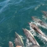 From Cádiz Bay: Tarifa Dolphin Watching Tour - What Travelers Say: Authentic Perspectives