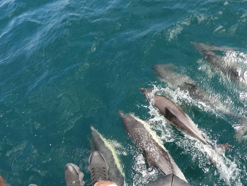 From Cádiz Bay: Tarifa Dolphin Watching Tour - What Travelers Say: Authentic Perspectives