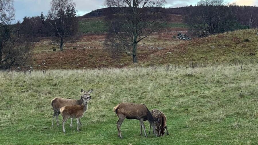 From Carrbridge: Cairngorms, Whisky, and Highland History - Exploring the Itinerary in Detail