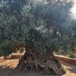 From Chania: Wine, Honey & Olive Oil Private Tour - The Olive Oil Mill: Tradition on a Hilltop