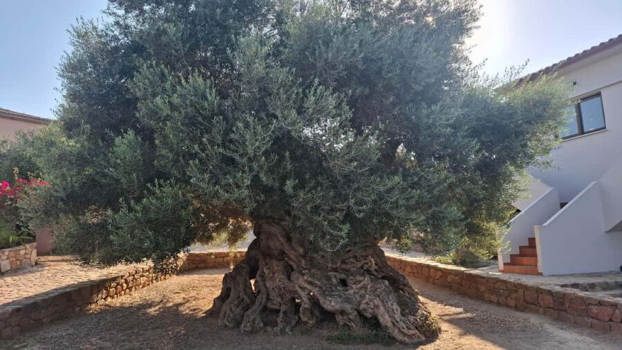 From Chania: Wine, Honey & Olive Oil Private Tour - The Olive Oil Mill: Tradition on a Hilltop