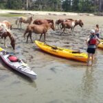 From Chincoteague: Guided Kayak Tour to Assateague Island - Final Thoughts: Who Should Consider This Tour?