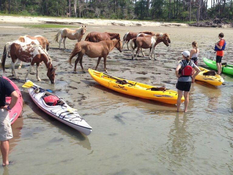 From Chincoteague: Guided Kayak Tour to Assateague Island - Final Thoughts: Who Should Consider This Tour?