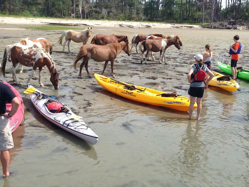 From Chincoteague: Guided Kayak Tour to Assateague Island - Final Thoughts: Who Should Consider This Tour?