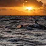 From Fazana: Private Dolphin search & Sunset cruise - Authentic Experiences & Real Feedback