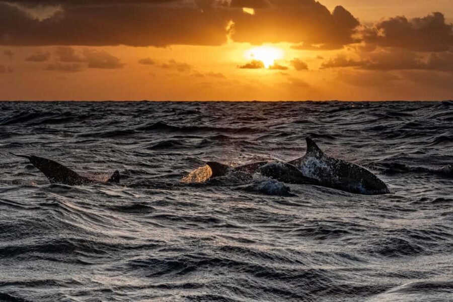 From Fazana: Private Dolphin search & Sunset cruise - Authentic Experiences & Real Feedback