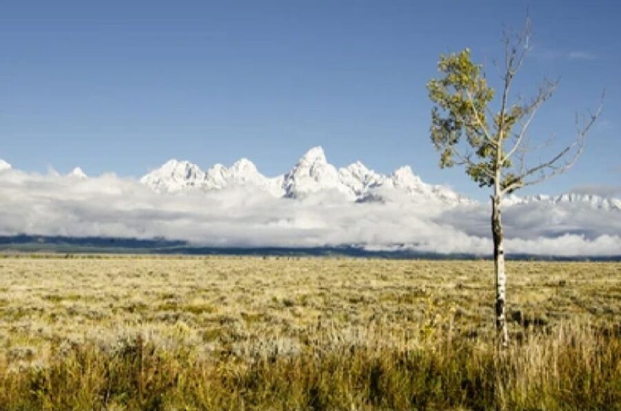 From Jackson: Grand Teton Wildlife & Scenery Tour with Lunch - Wildlife Viewing: The Main Event