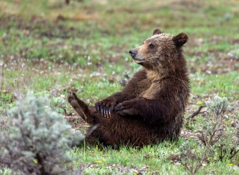 From Jackson Hole: Half-Day Grand Teton Wildlife Tour - What to Expect on the Tour