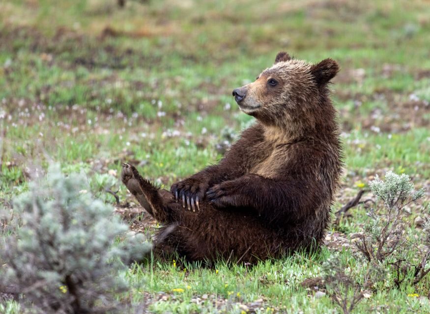 From Jackson Hole: Half-Day Grand Teton Wildlife Tour - What to Expect on the Tour