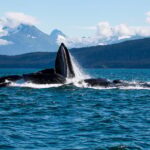 From Juneau: Whale Watching Cruise with Snacks - The Itinerary Breakdown