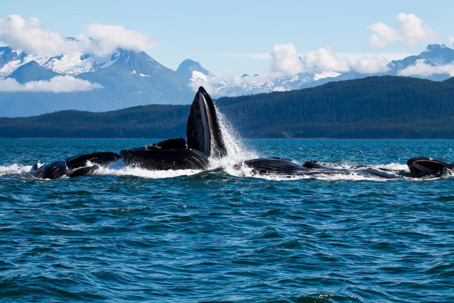 From Juneau: Whale Watching Cruise with Snacks - The Itinerary Breakdown