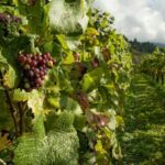 From Kavala: Philippi, Lydia's Baptisma Site & Wine Tour - The Value in Details