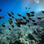 From Kihei: Molokini Crater and Turtle Town Snorkeling - What to Expect and Practical Considerations