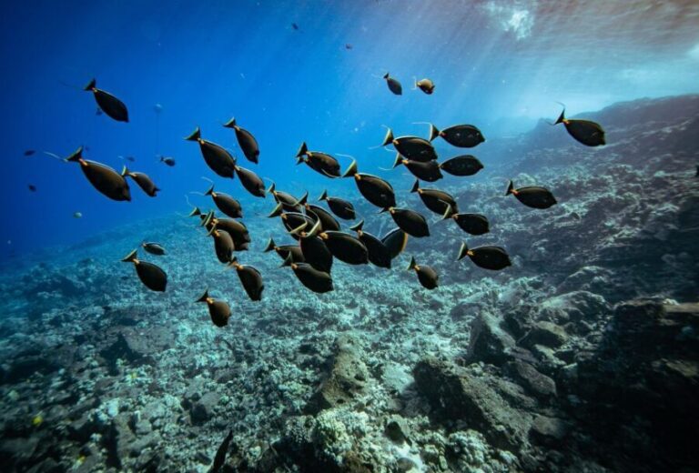 From Kihei: Molokini Crater and Turtle Town Snorkeling - What to Expect and Practical Considerations