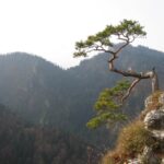 From Krakow: Dunajec Pontoon Rafting Trip - An In-Depth Look at the Dunajec Rafting Experience