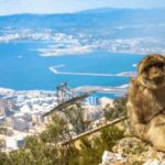 From Marbella: Gibraltar Private Day Trip with Local Guide - Exploring Gibraltar: The Guided Tour